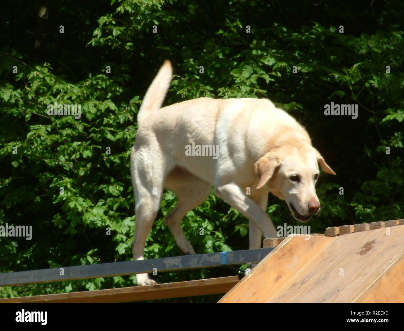 Dog ladder hi-res stock photography and images - Alamy