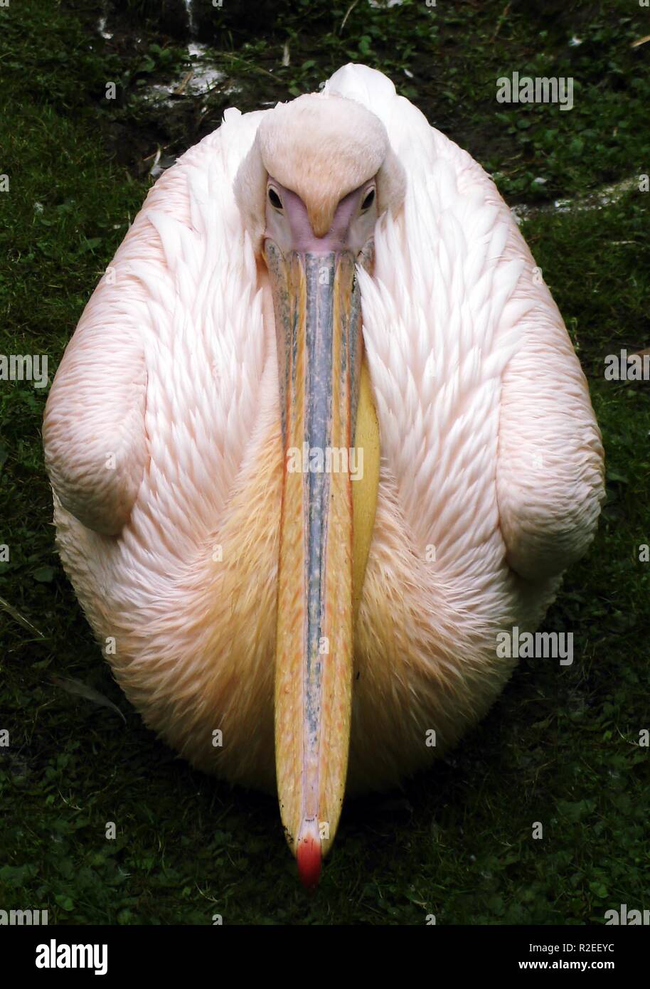 Eizahn hi-res stock photography and images - Alamy