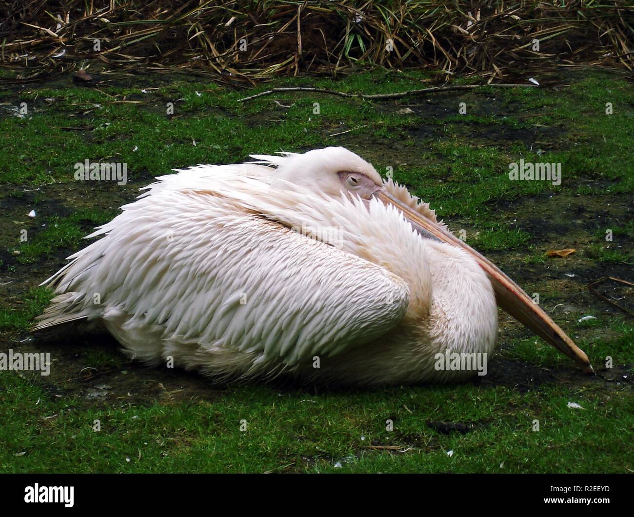 Eizahn hi-res stock photography and images - Alamy