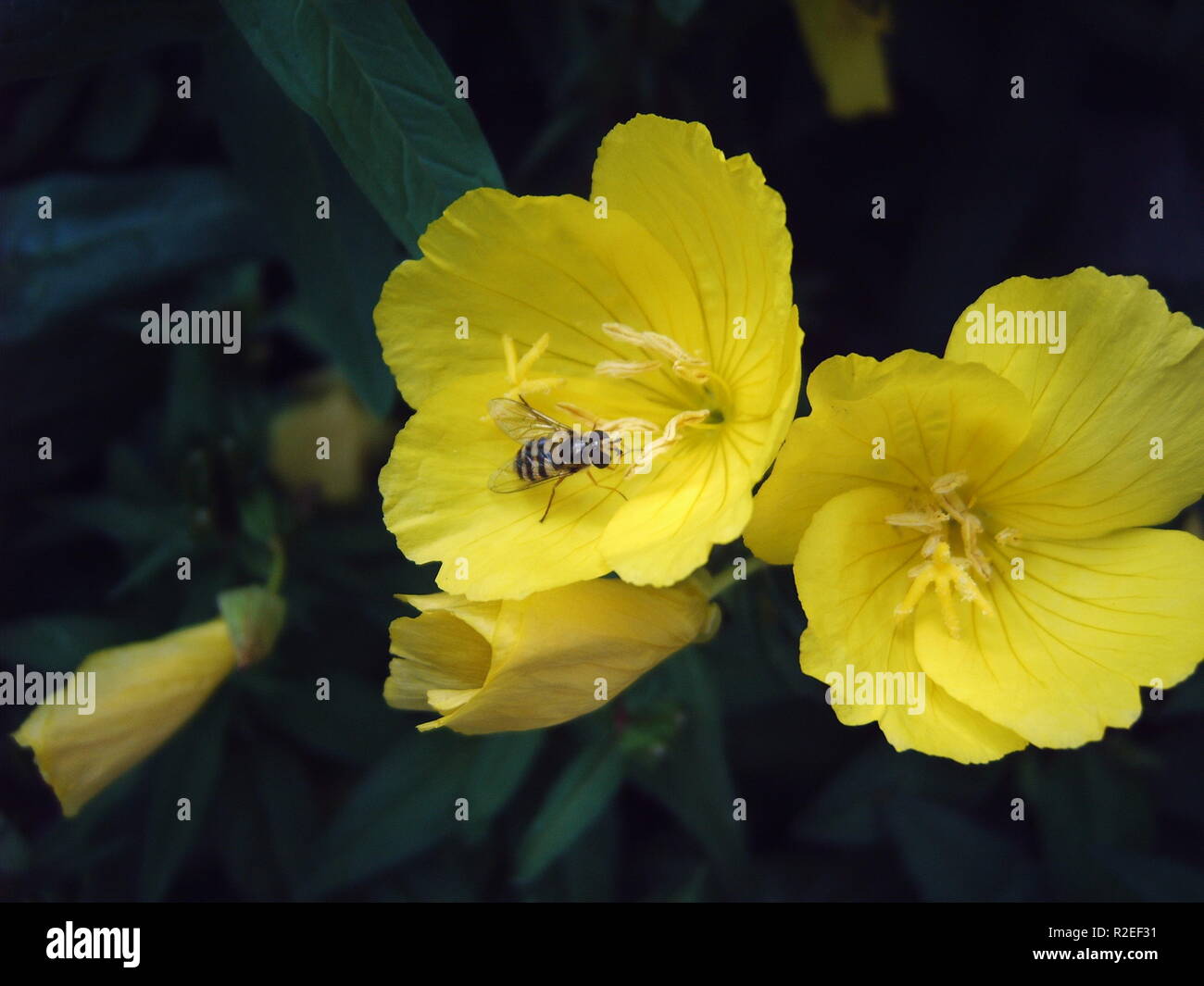 fly in wasp fur Stock Photo - Alamy