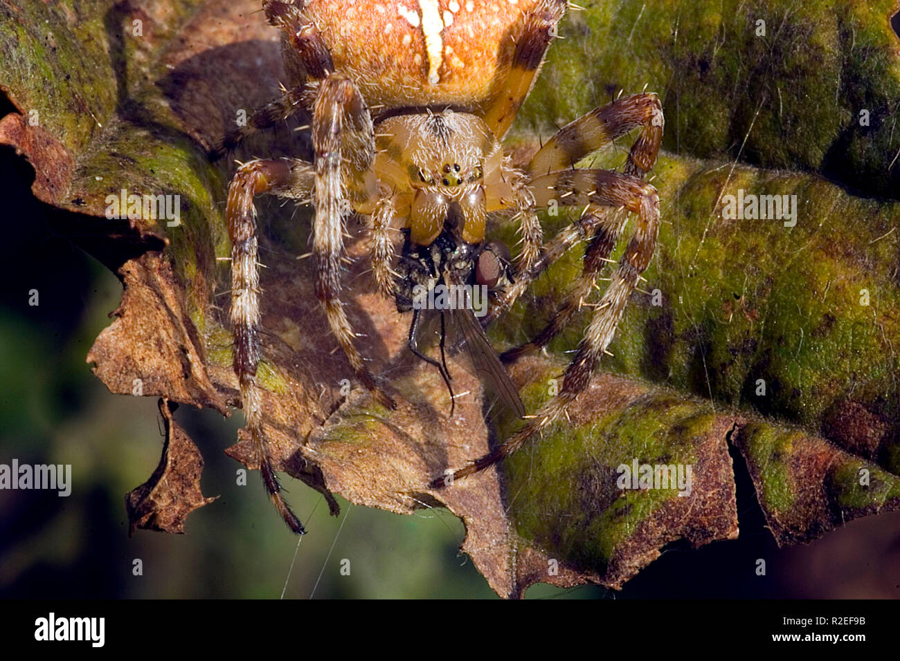 cross spider with prey Stock Photo - Alamy