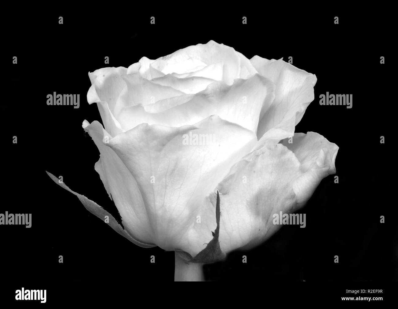 Bw rose hi-res stock photography and images - Alamy