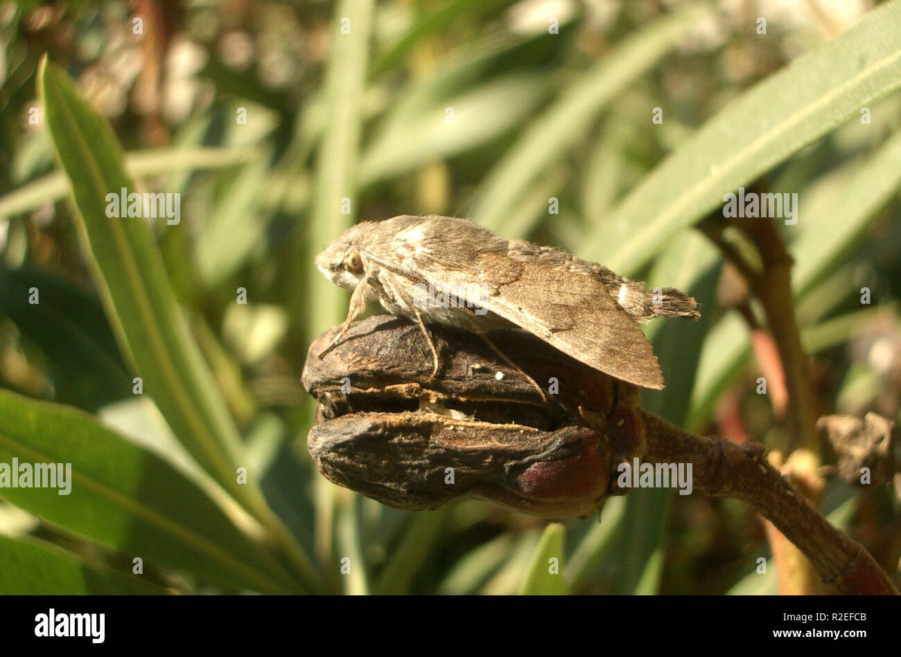 Dormant butterfly hi-res stock photography and images - Alamy