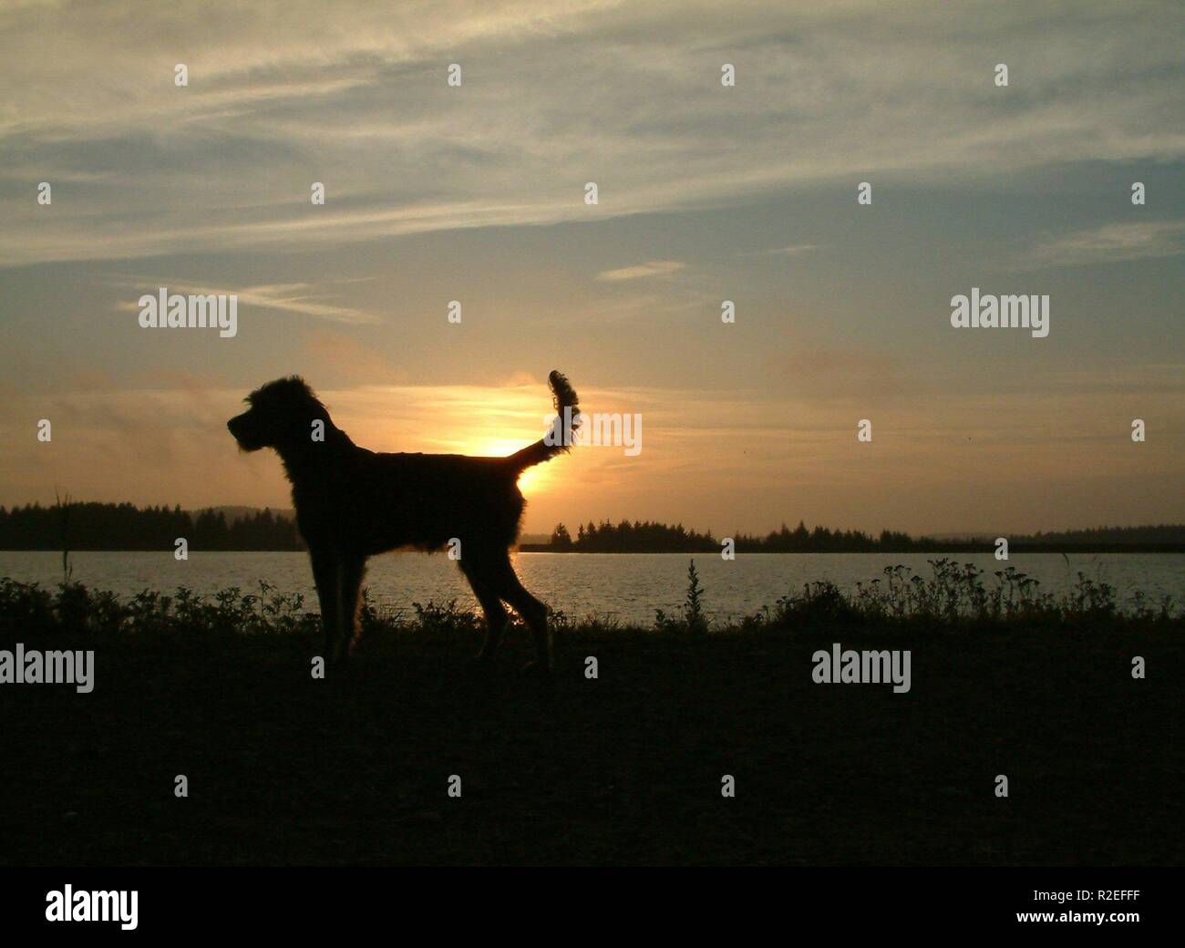 sunset with dog Stock Photo - Alamy