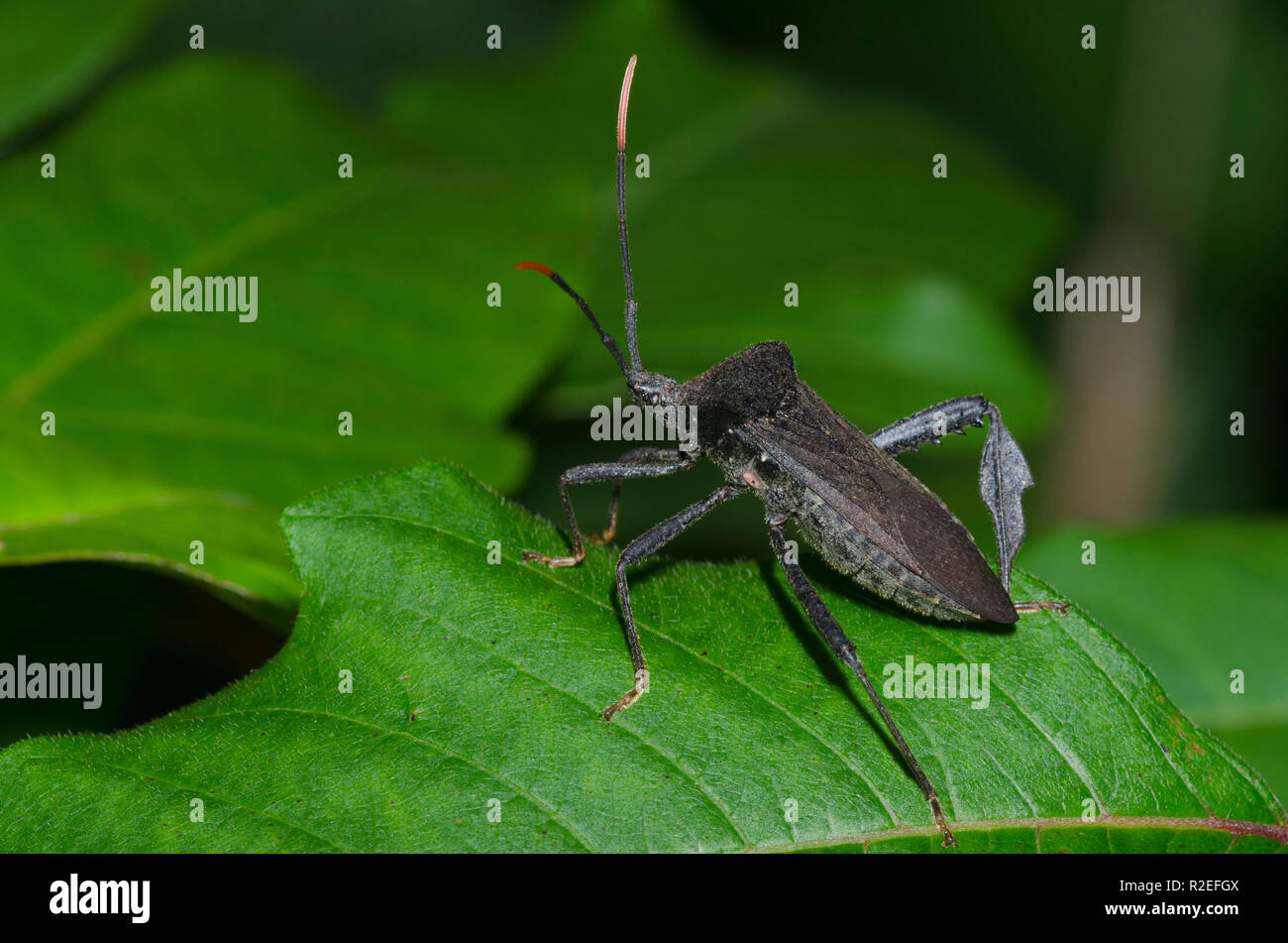 Leaf-footed Bug, Acanthocephala terminalis Stock Photo - Alamy