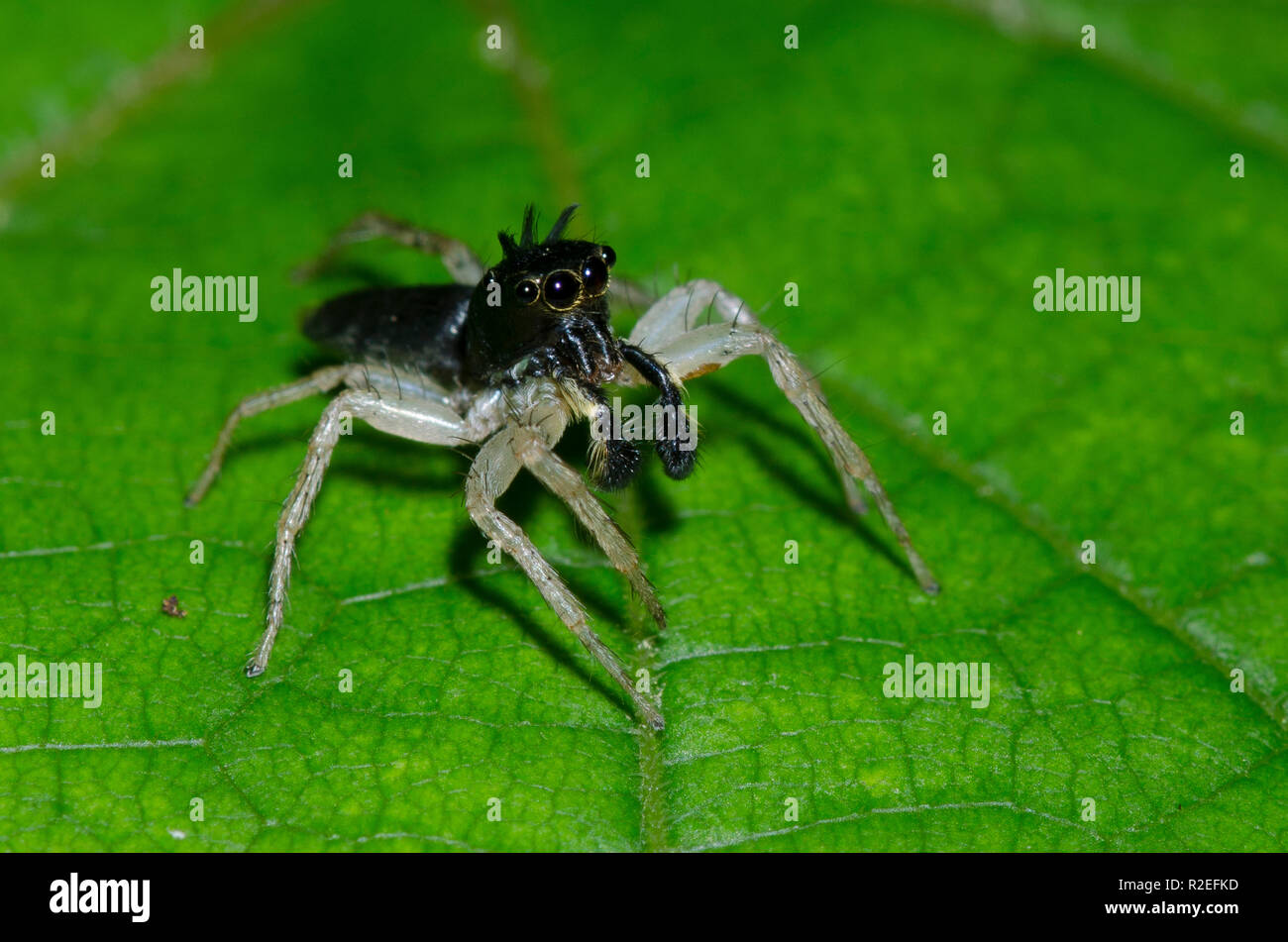 Dimorphic Jumping Spider, Maevia inclemens, male Stock Photo - Alamy