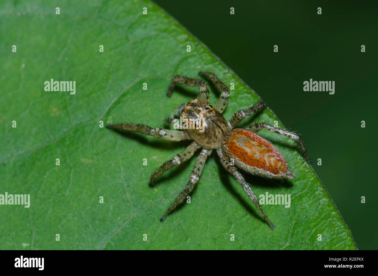 Dimorphic Jumping Spider, Maevia inclemens, female Stock Photo - Alamy