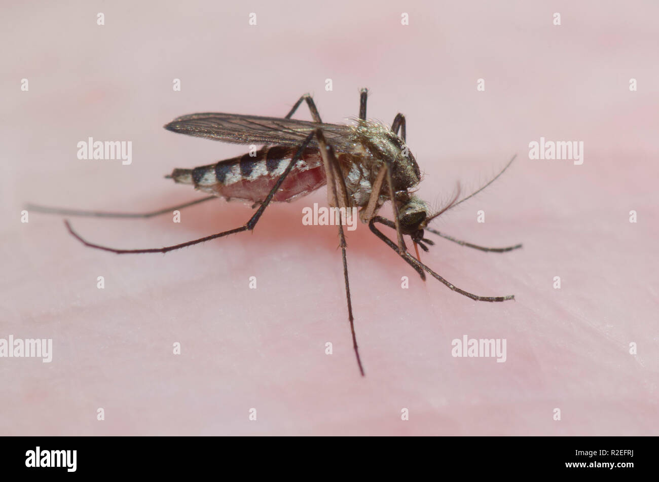 Mosquito, Family Culicidae, female biting human skin and becoming ...