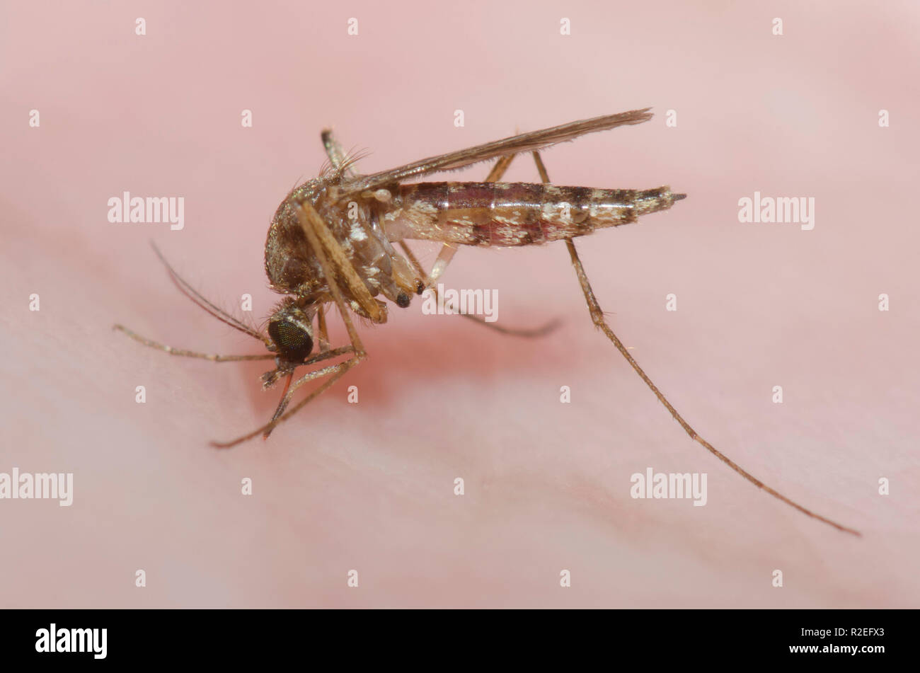 Mosquito, Family Culicidae, female biting human skin and becoming ...