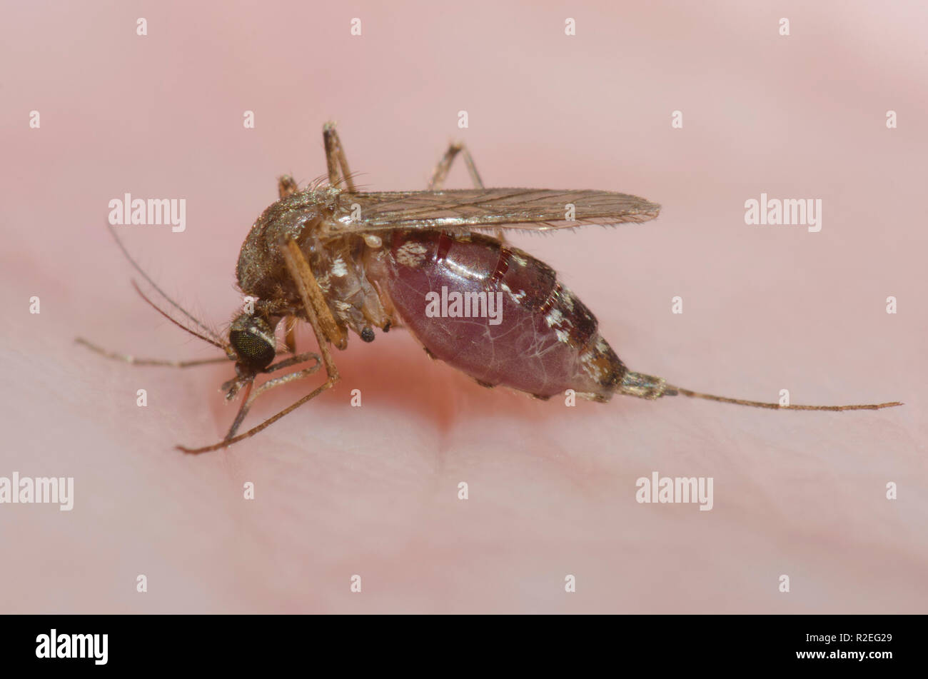 Mosquito, Family Culicidae, female biting human skin and becoming ...