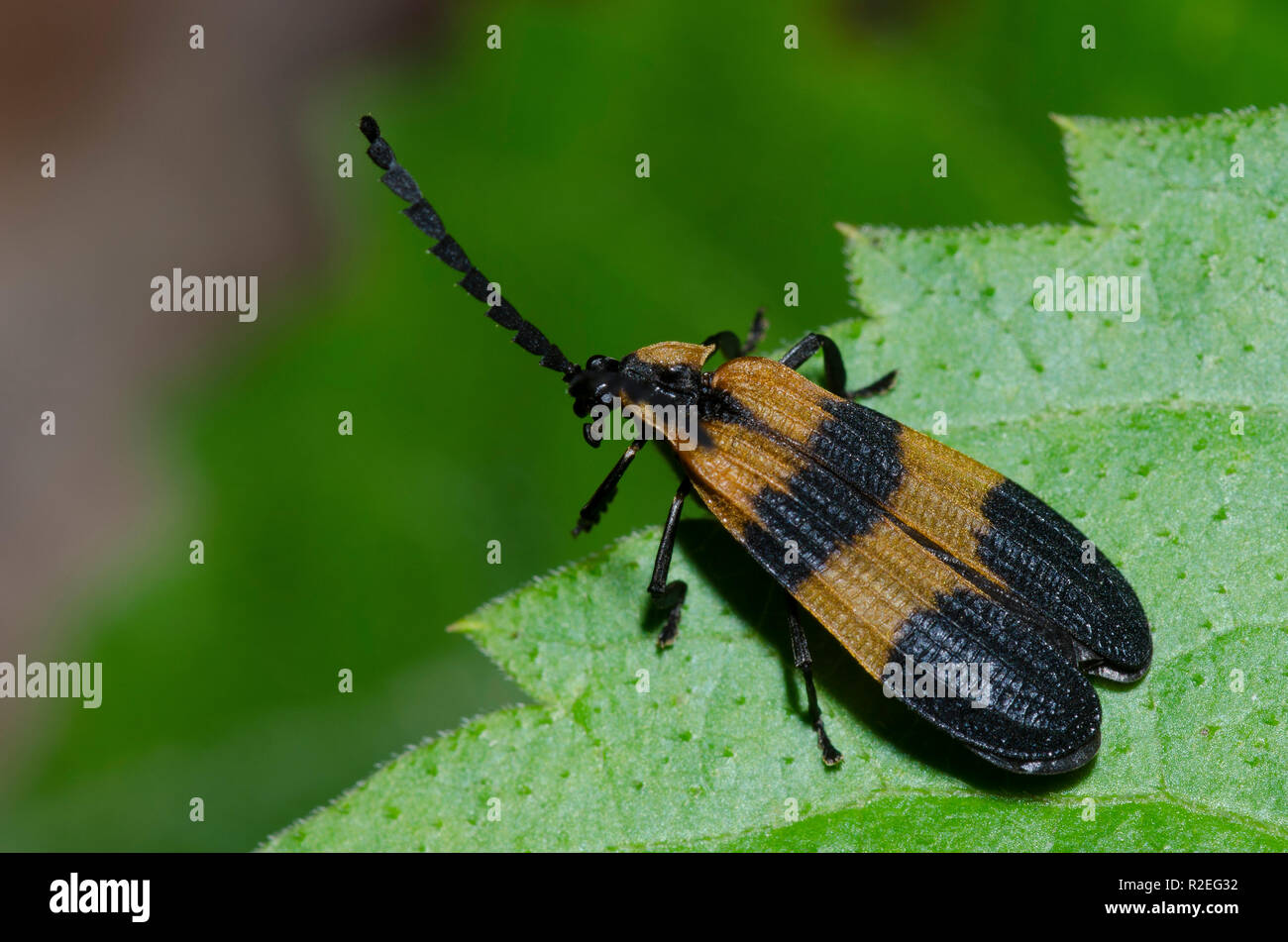 Net-winged Beetle, Calopteron sp Stock Photo - Alamy