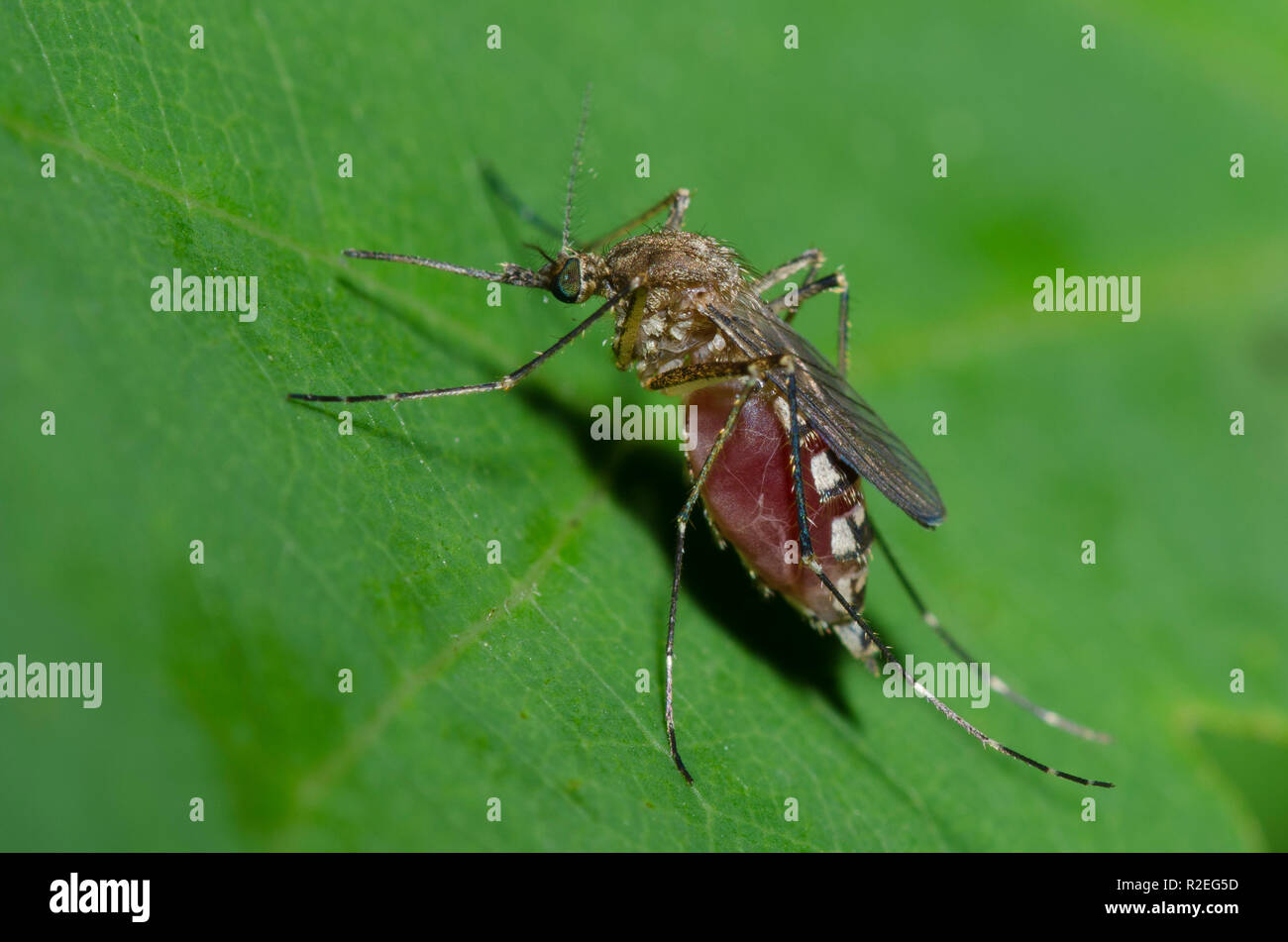 Engorged mosquito hi-res stock photography and images - Alamy