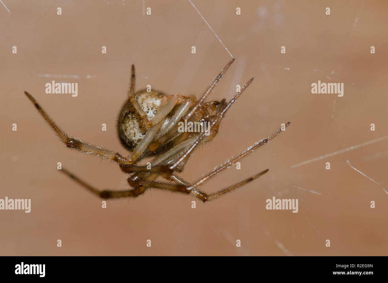 Common House Spider, Parasteatoda tepidariorum, female Stock Photo - Alamy