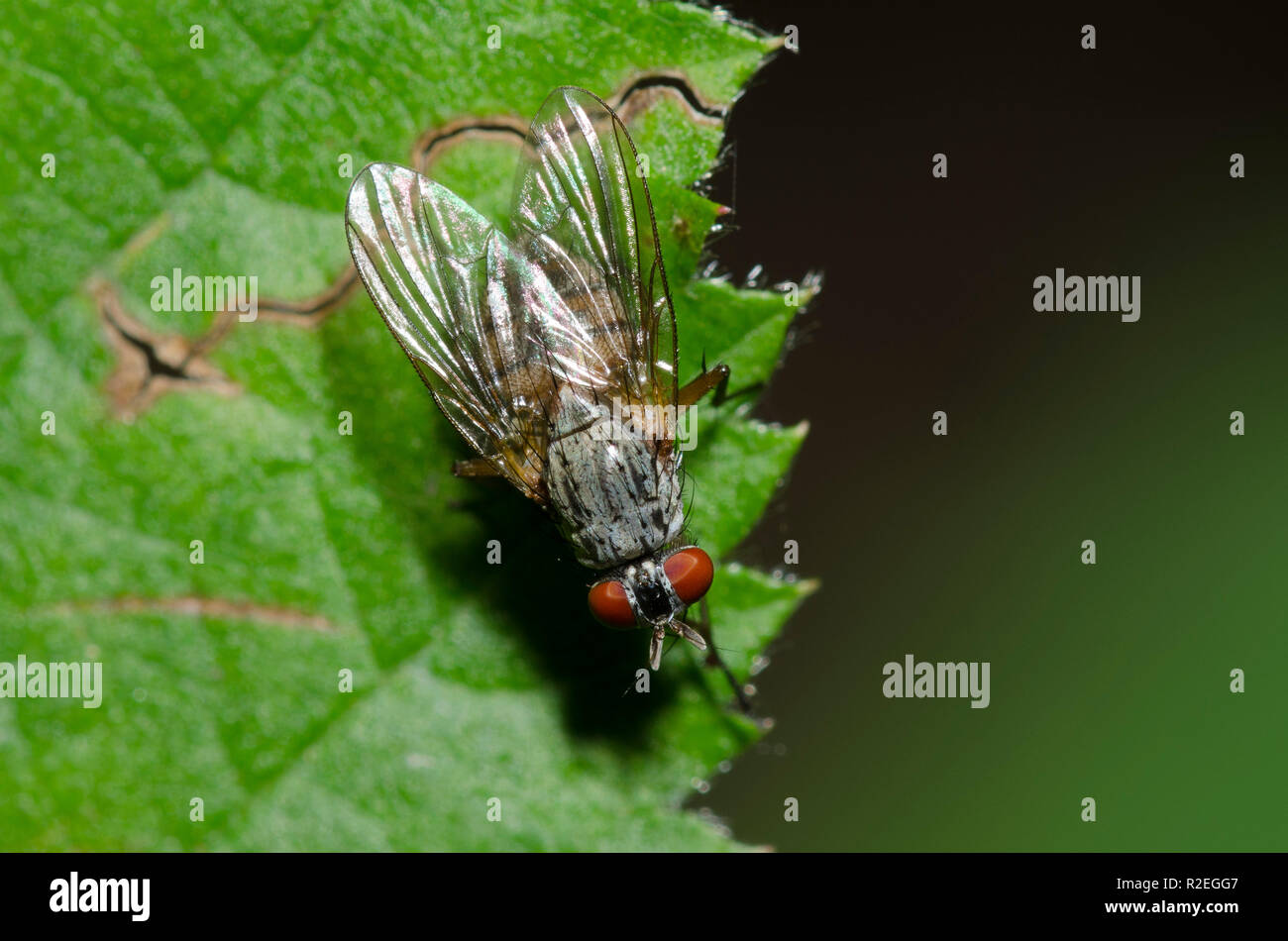 House Fly, Family Muscidae Stock Photo - Alamy