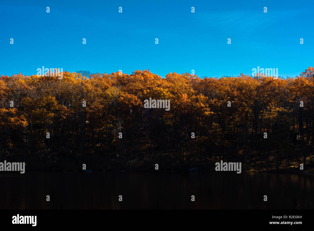 Fall color treeline in Harriman State Park Stock Photo - Alamy