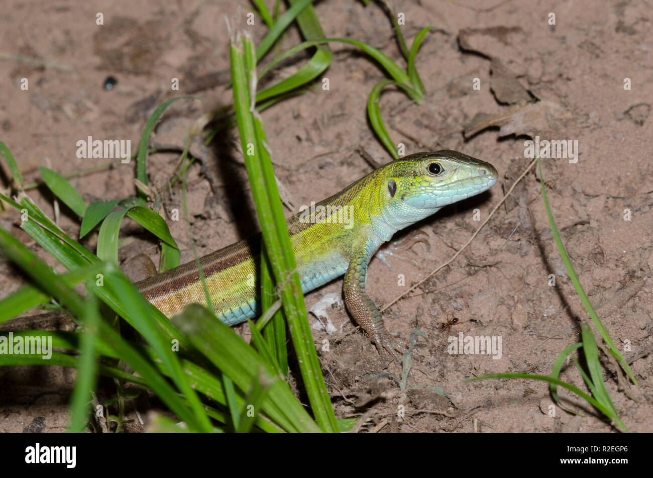 Racerunner lizard hi-res stock photography and images - Alamy