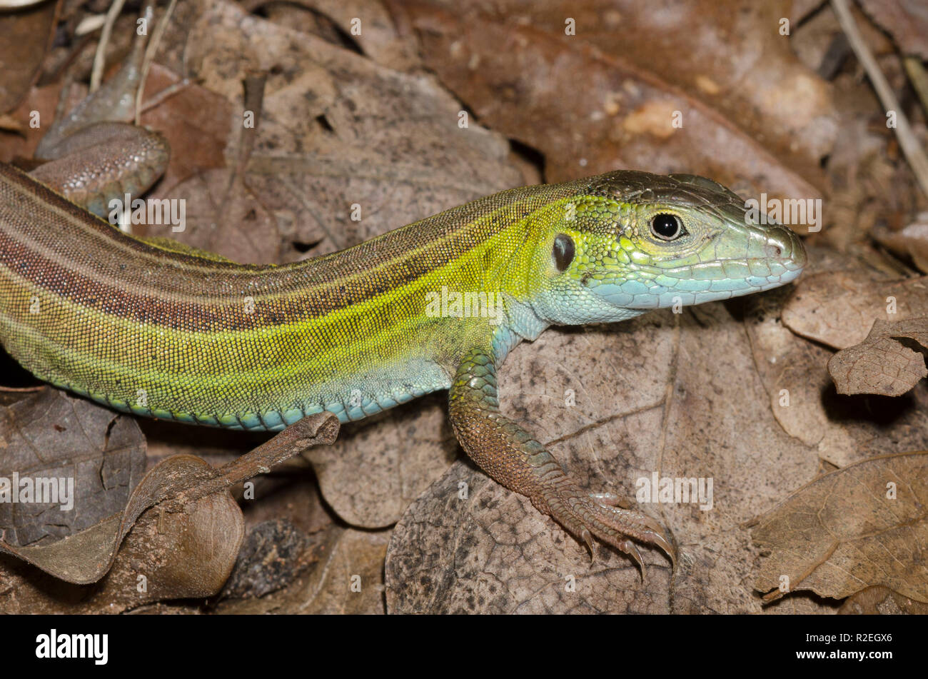 Racerunner lizard hi-res stock photography and images - Alamy