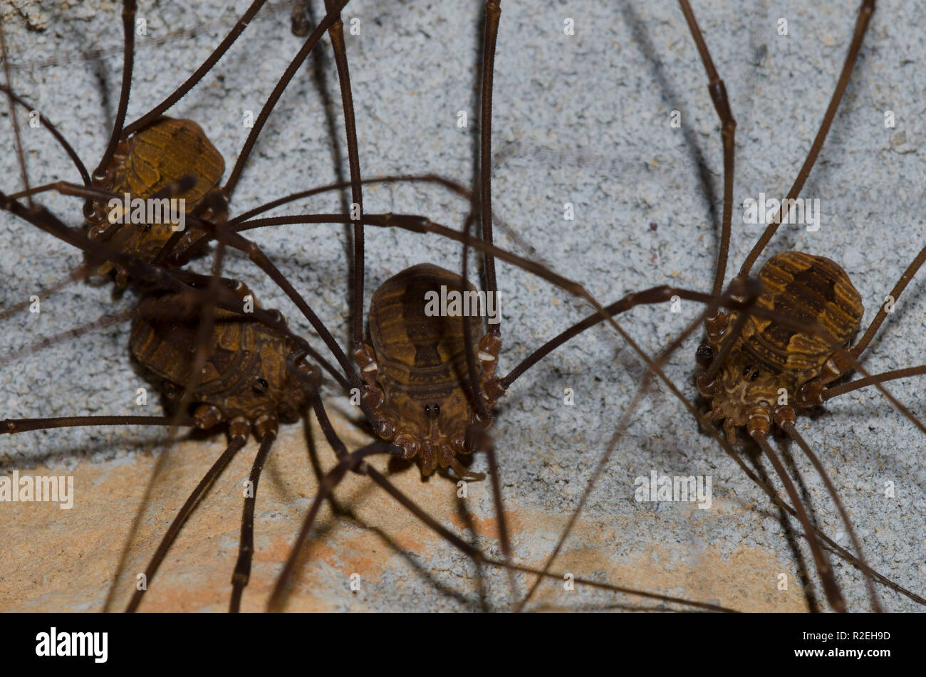Harvestmen Stock Photos & Harvestmen Stock Images - Alamy