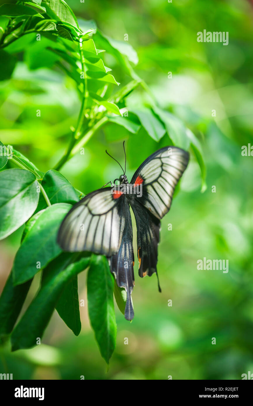 Lateral back view of a Great Mormon butterfly (lat: Papilio memnonaus ...