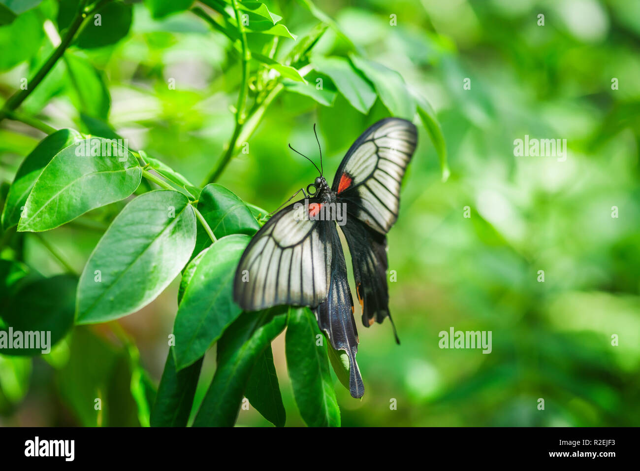 Memnon swallowtail hi-res stock photography and images - Alamy