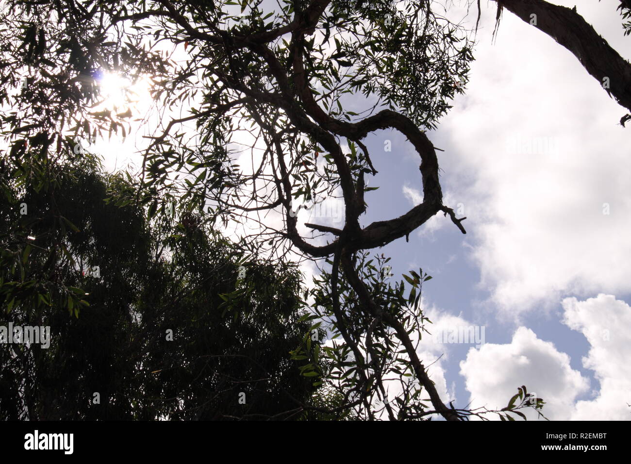 Australian paperbark tree hi-res stock photography and images - Alamy