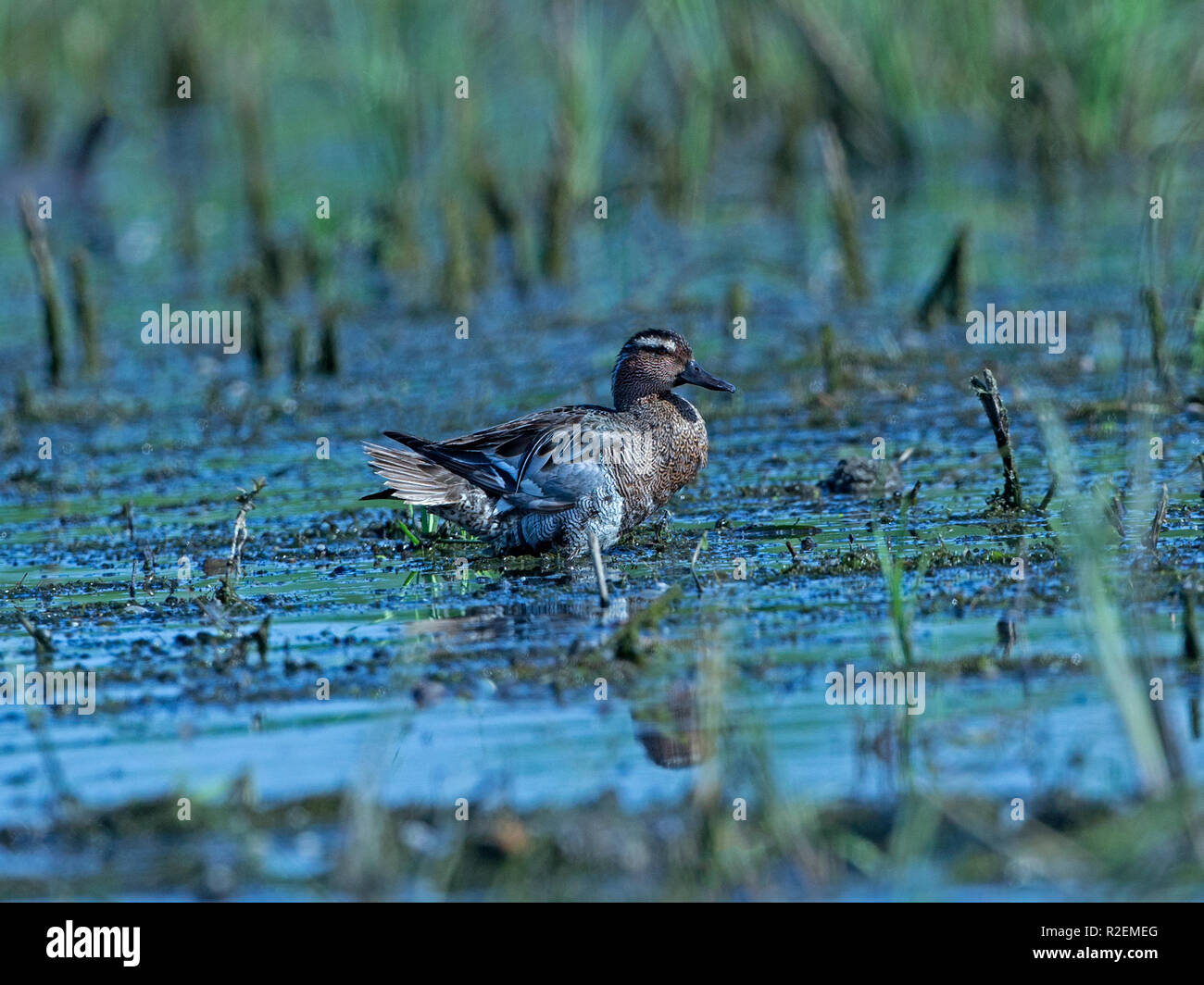 Male garganey in breeding plumage standing Stock Photo - Alamy