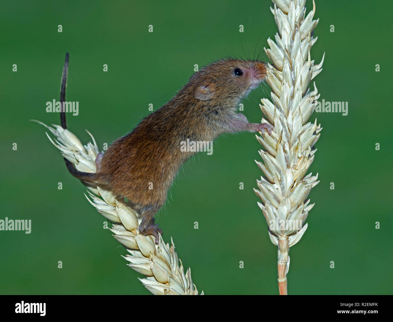 Eurasian harvest mouse on wheat ear Stock Photo - Alamy