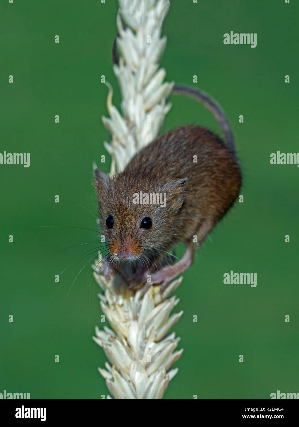 Eurasian harvest mouse on wheat ear Stock Photo - Alamy