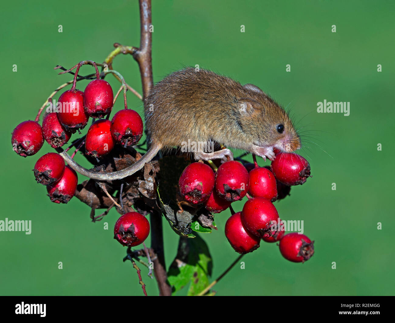 Hawthorn Berries High Resolution Stock Photography and Images - Alamy
