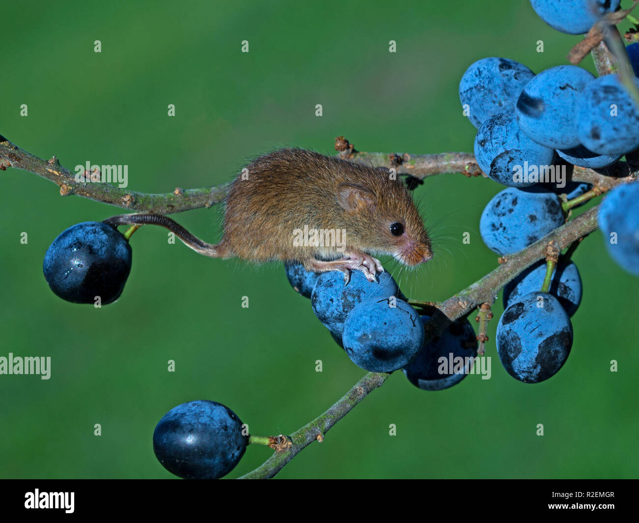 Harvest mouse mouse hi-res stock photography and images - Alamy