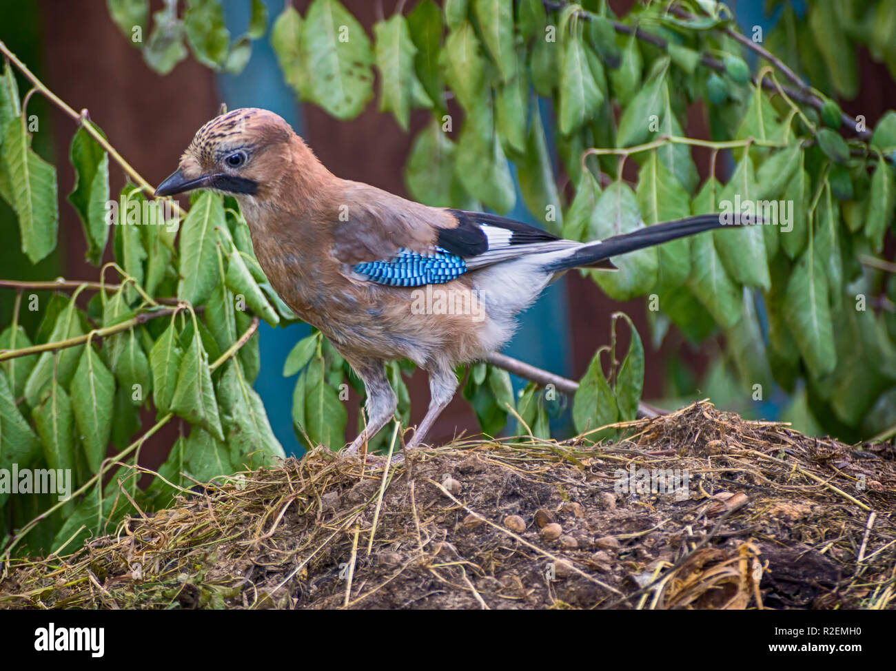 A forage hi-res stock photography and images - Alamy