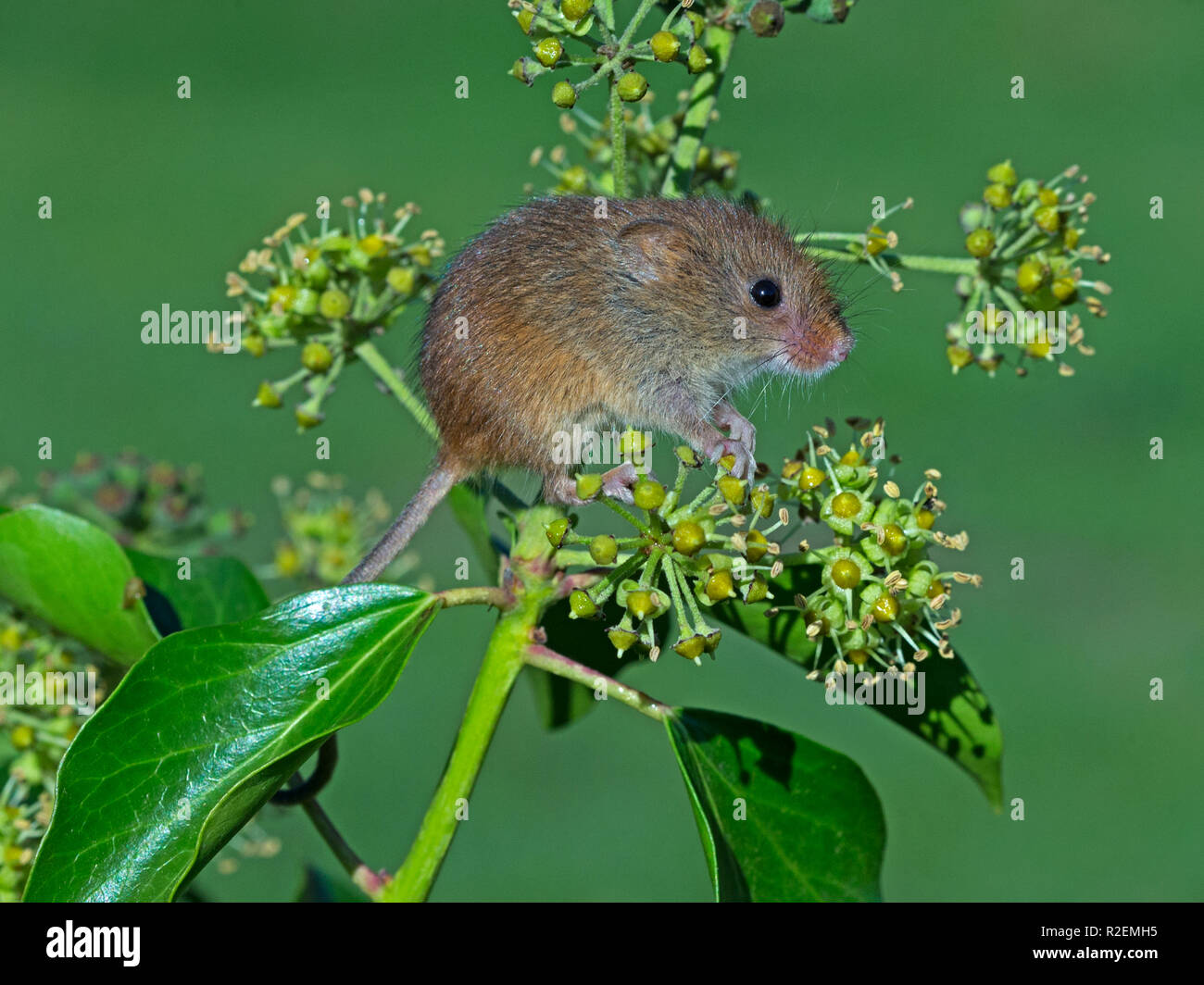 Eurasian harvest mouse Stock Photo - Alamy