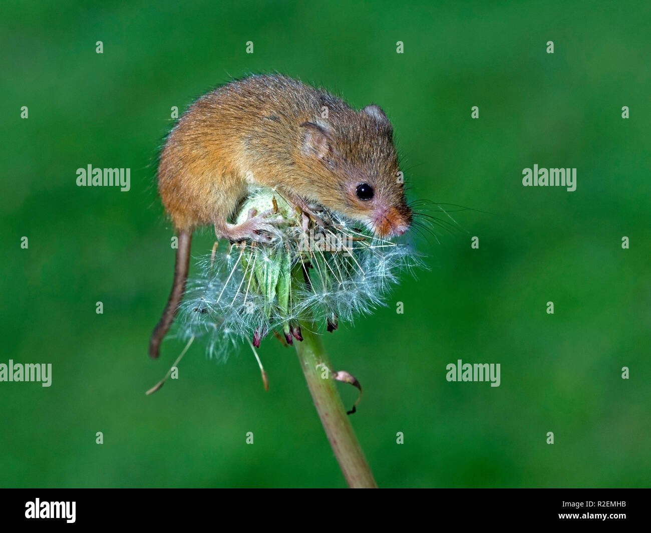 Harvest mouse hi-res stock photography and images - Alamy