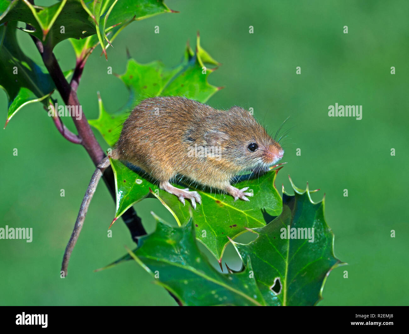 Eurasian harvest mouse on holly Stock Photo - Alamy
