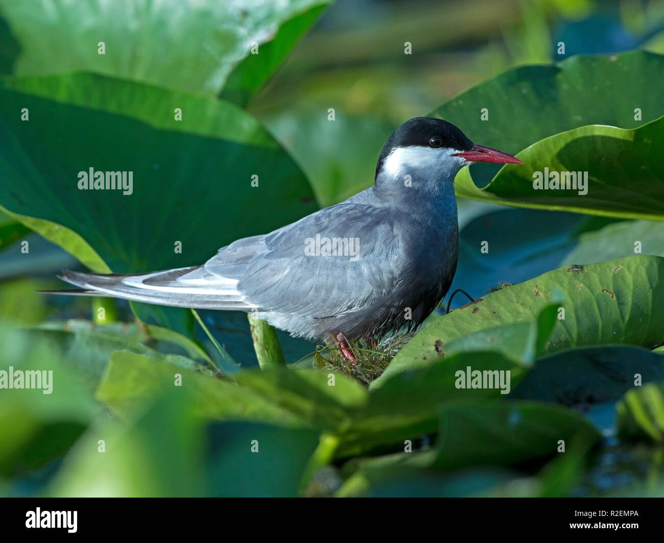 Whiskered tern in breeding plumage standing Stock Photo - Alamy