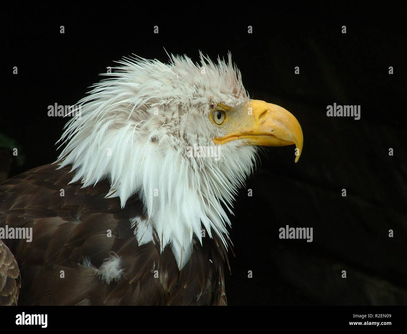 white bald eagle Stock Photo - Alamy