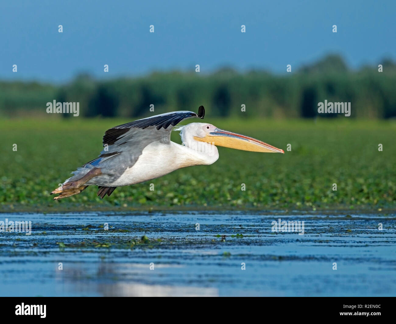 Taking birds hi-res stock photography and images - Alamy