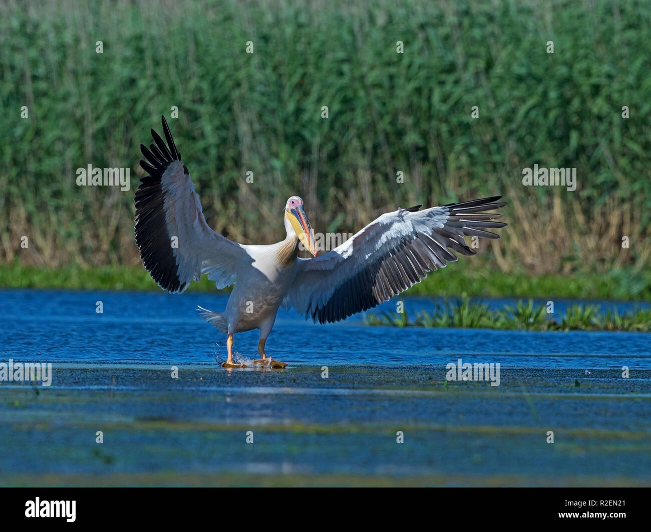 Landing of birds hi-res stock photography and images - Alamy