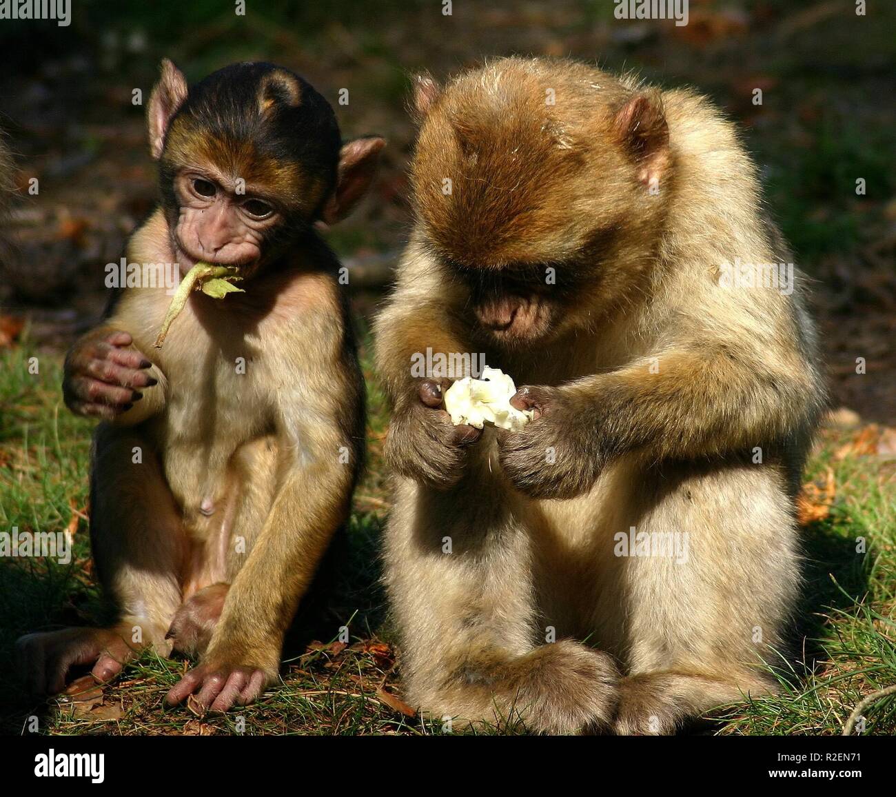 Gibraltaraffen hi-res stock photography and images - Alamy