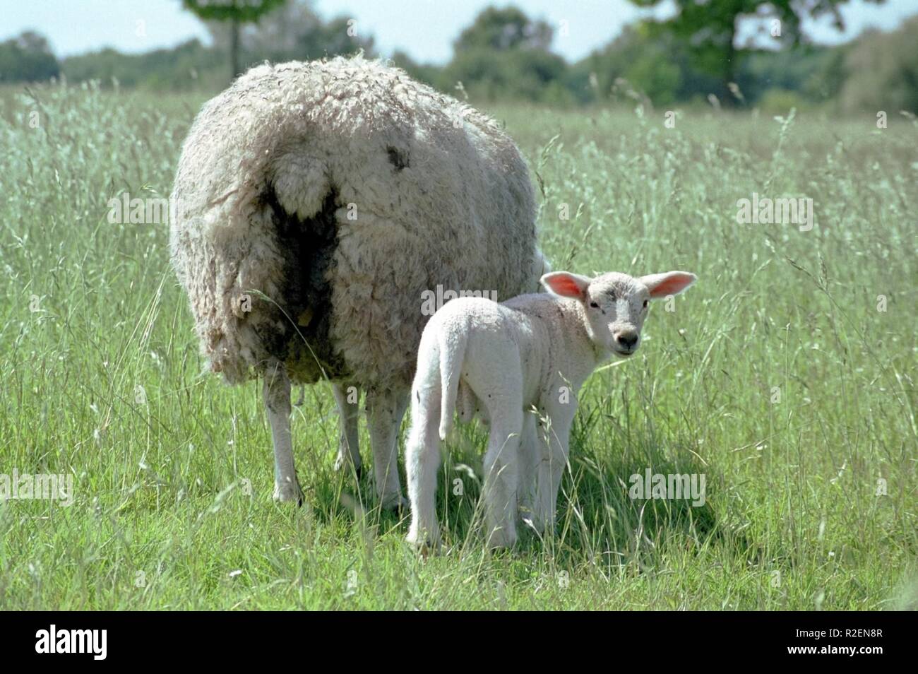 sheep and lambs Stock Photo - Alamy
