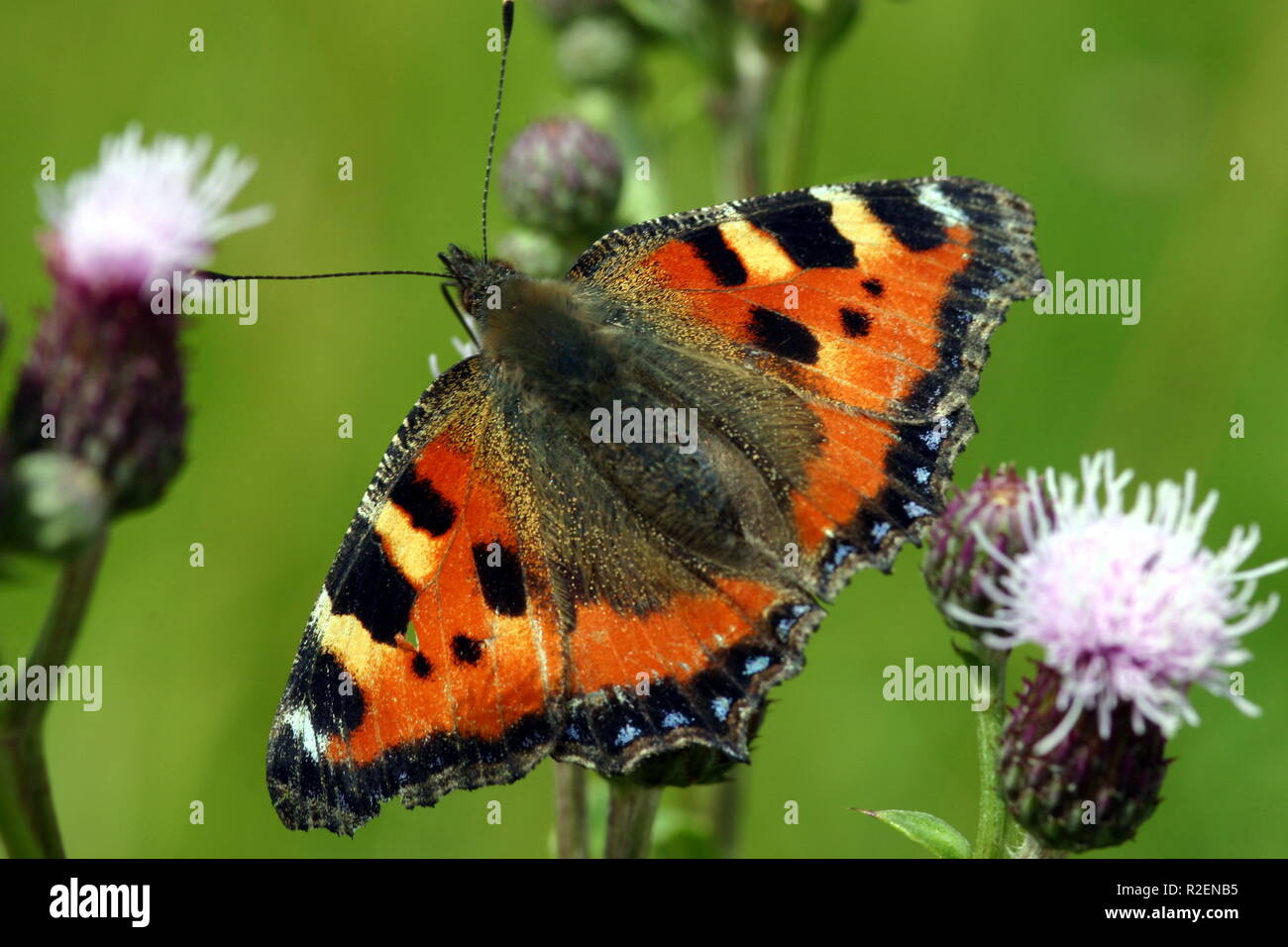 Insects bear hi-res stock photography and images - Alamy