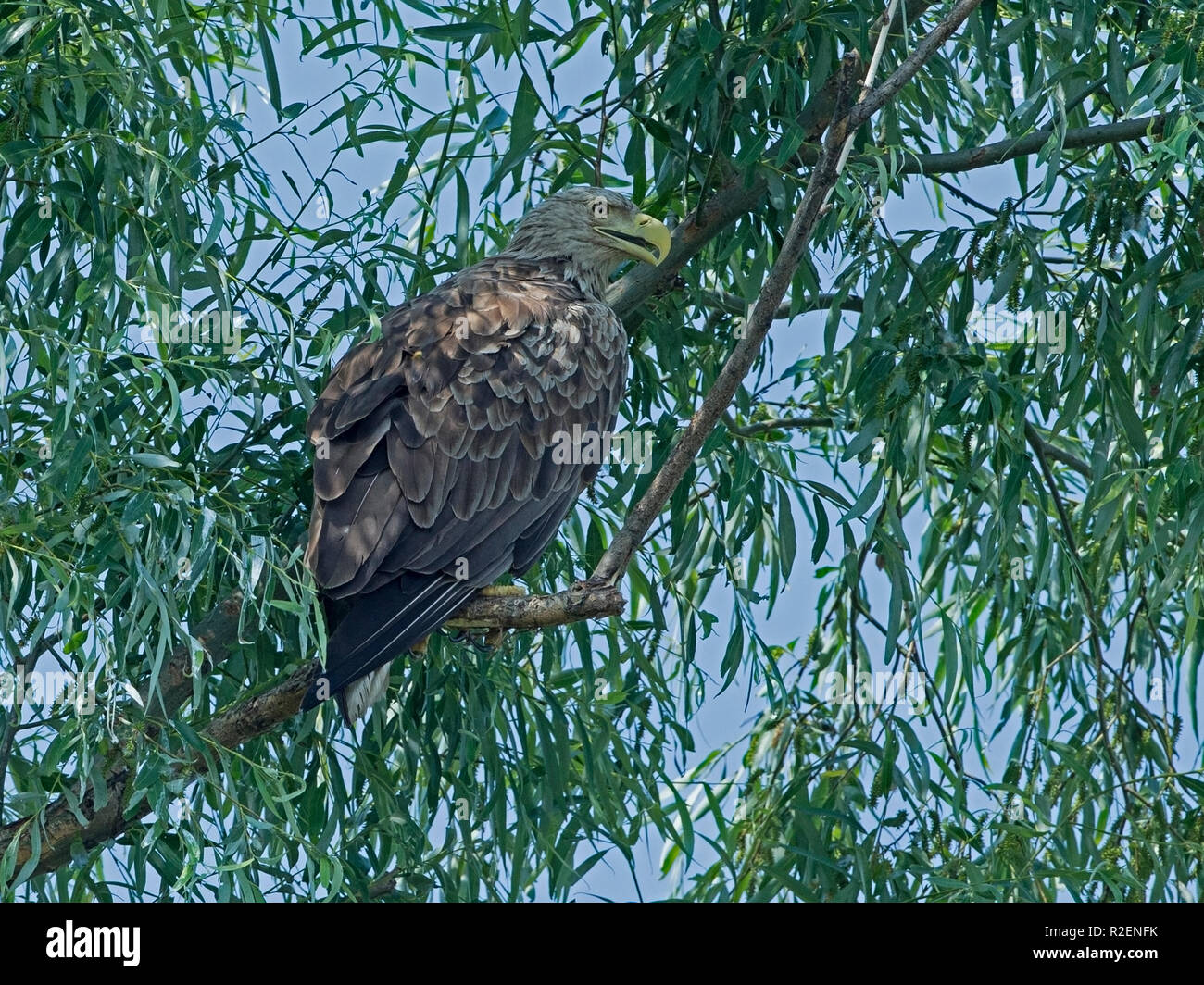 White-tailed eagle perched in tree Stock Photo - Alamy