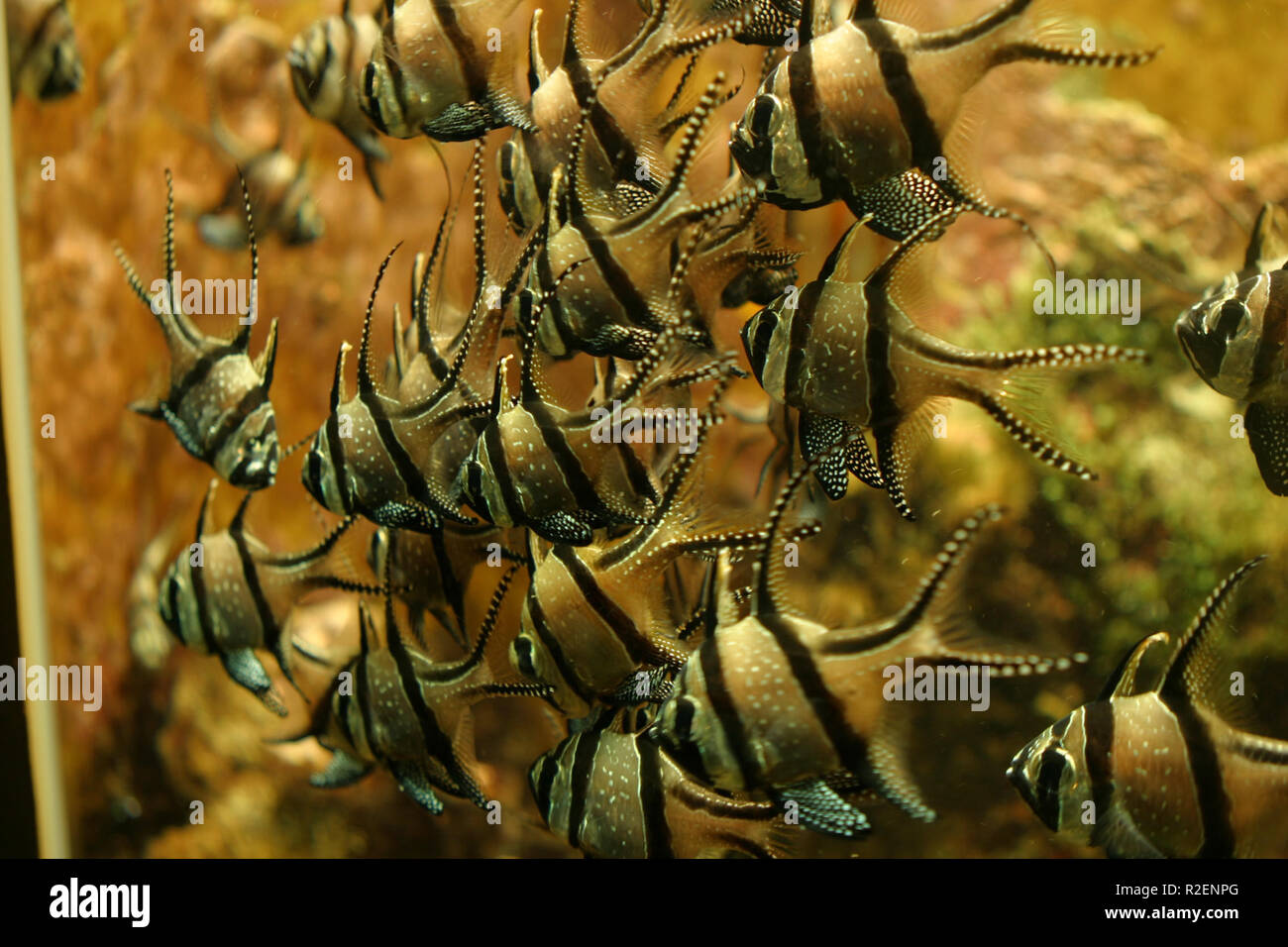 Many fins hi-res stock photography and images - Alamy