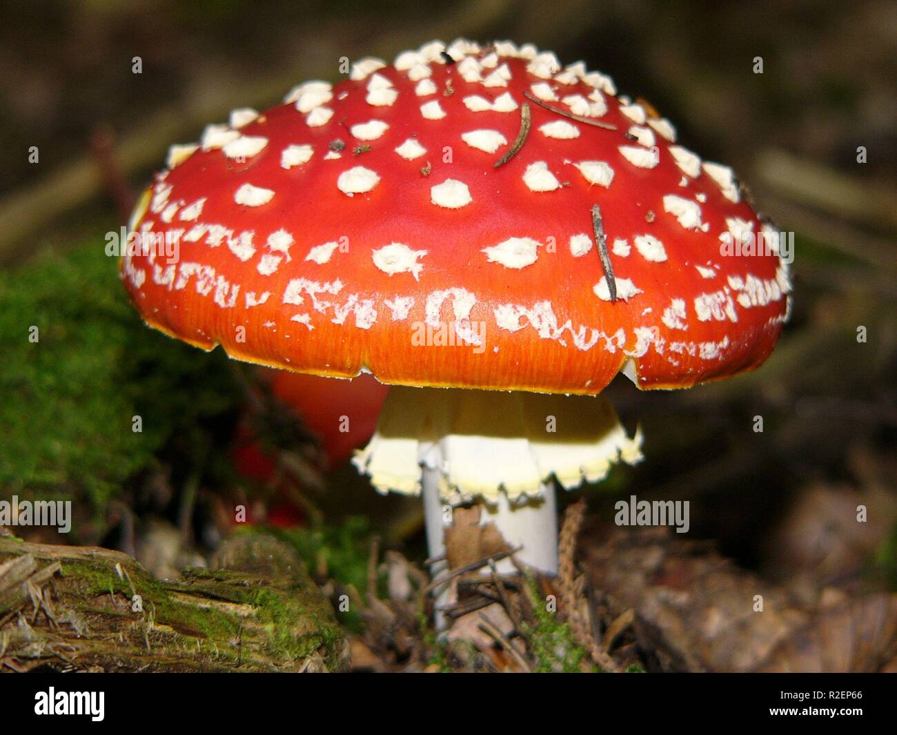 Toadstool forest hi-res stock photography and images - Alamy