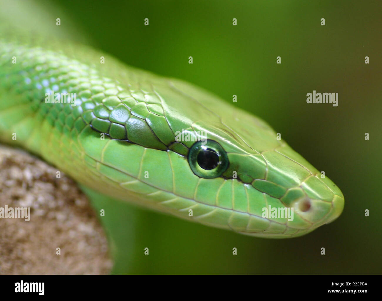 Snake up view hi-res stock photography and images - Alamy