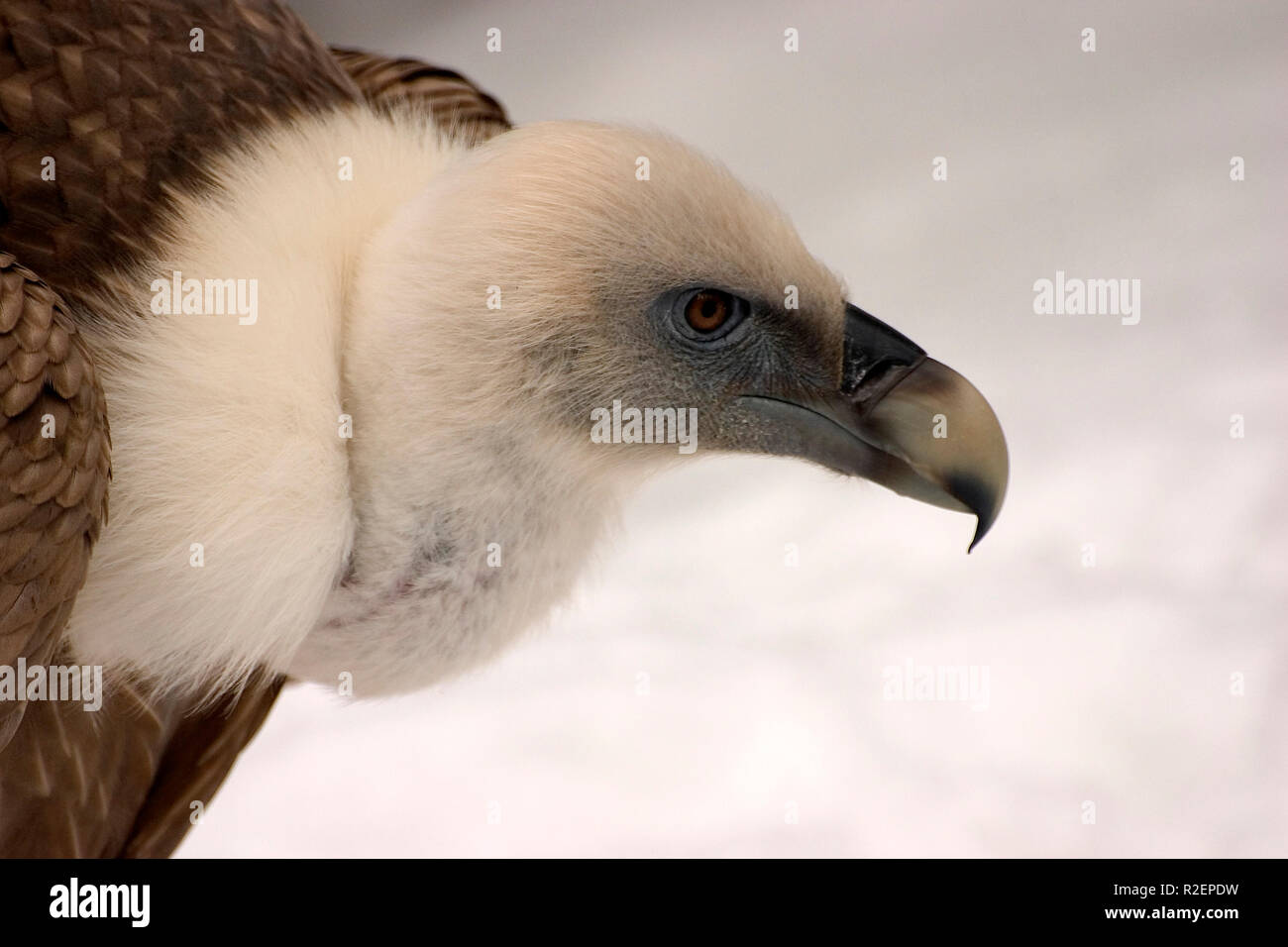 Profile of vulture hi-res stock photography and images - Alamy