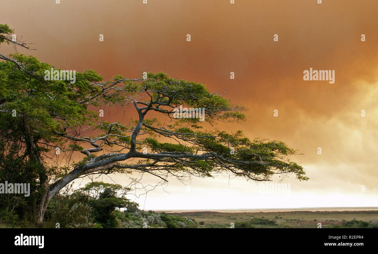 Bushfires in south africa hi-res stock photography and images - Alamy