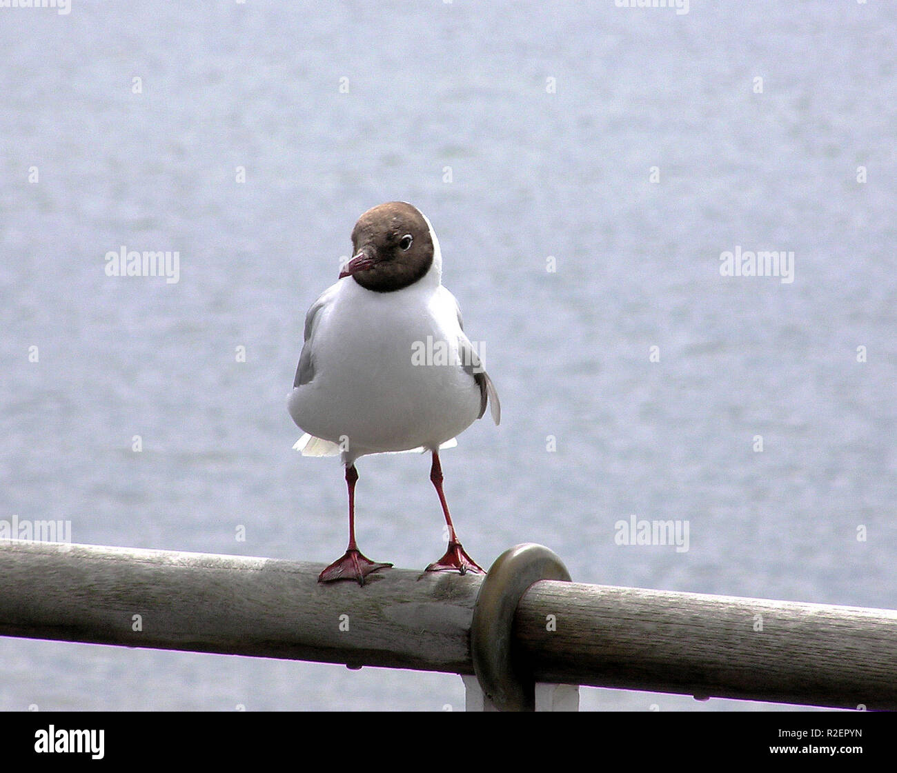 Sad seagull hi-res stock photography and images - Alamy