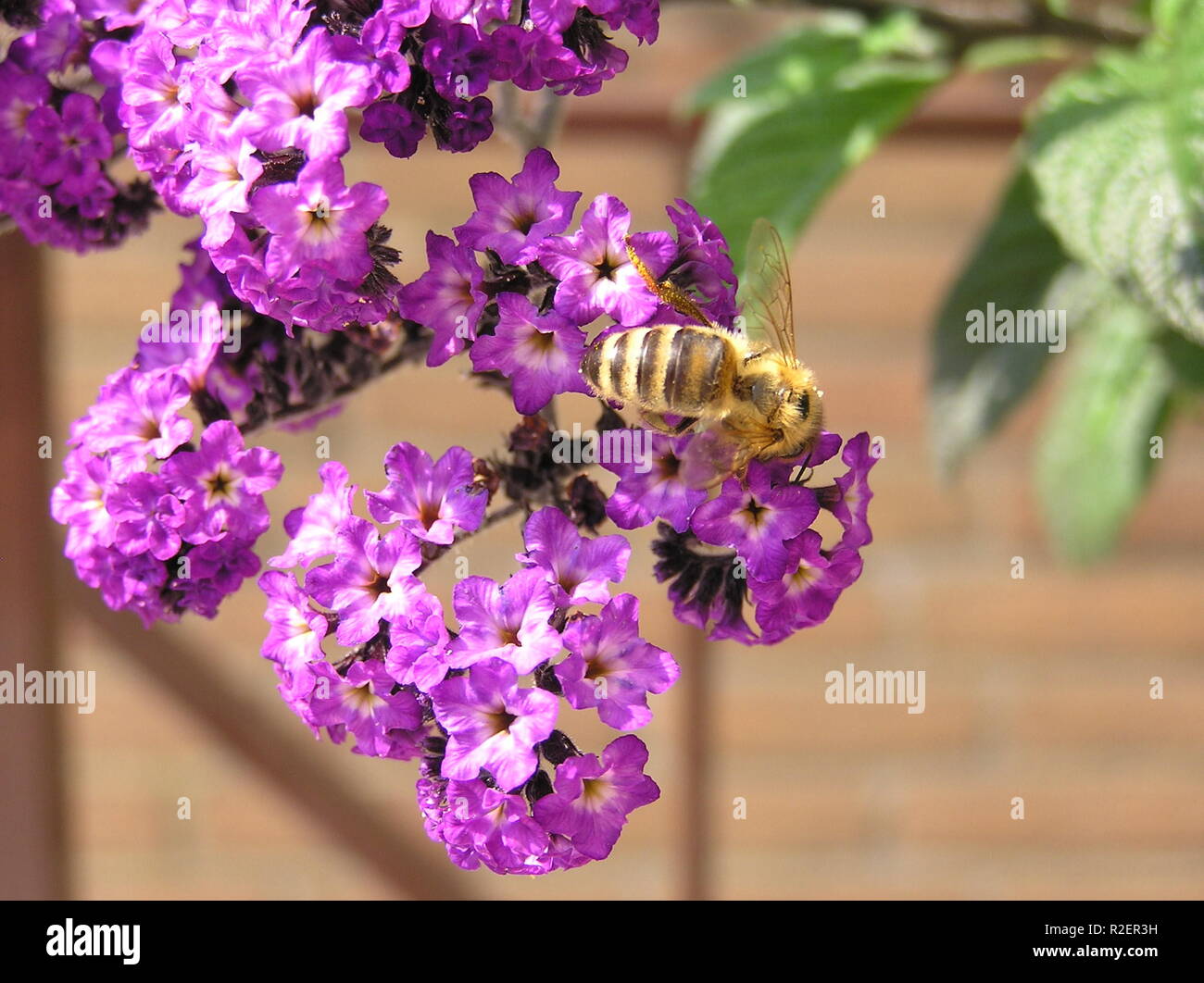Necktar hi-res stock photography and images - Alamy