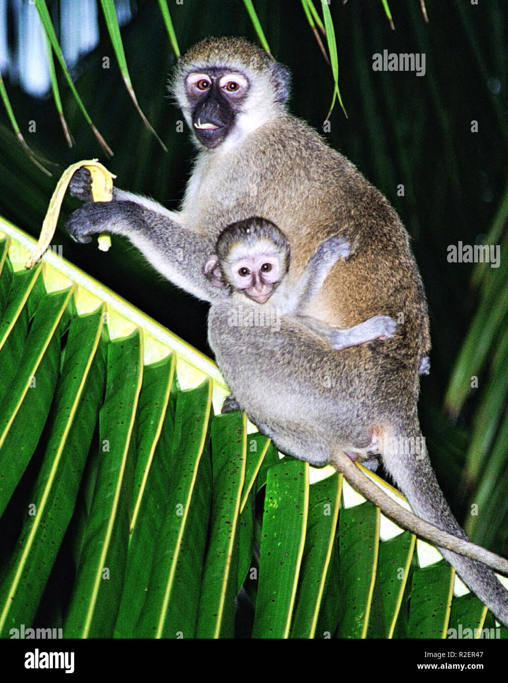 Monkey fa hi-res stock photography and images - Alamy